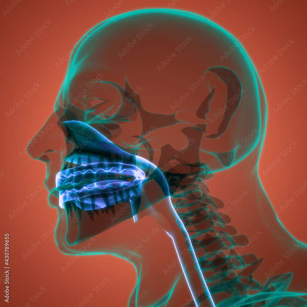 Human Digestive System Mouth Anatomy Stock Illustration | Adobe Stock