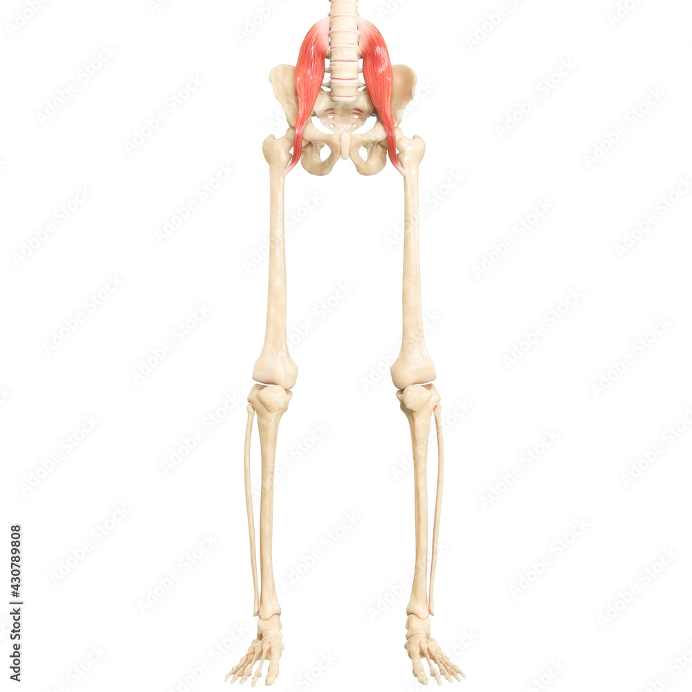 Human Muscular System Leg Muscles Psoas Major Muscle Anatomy Stock ...