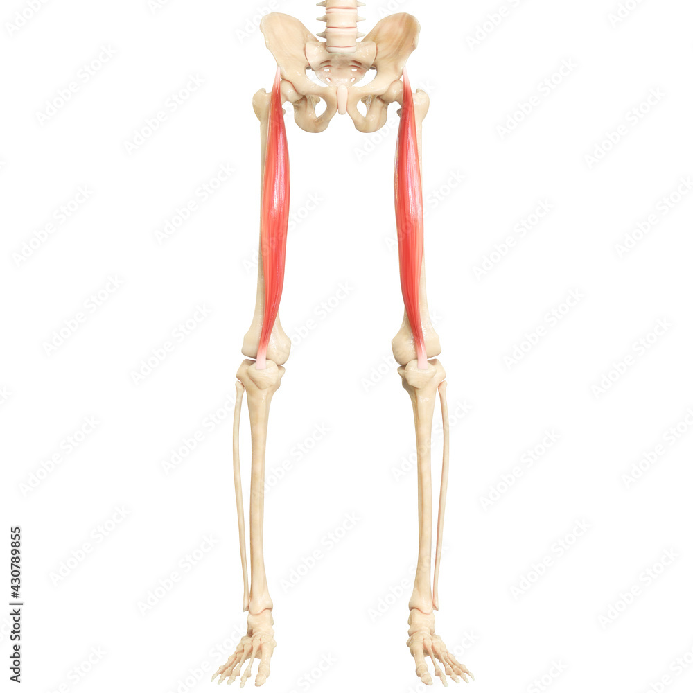 Human Muscular System Leg Muscles Rectus Femoris Muscle Anatomy Stock ...