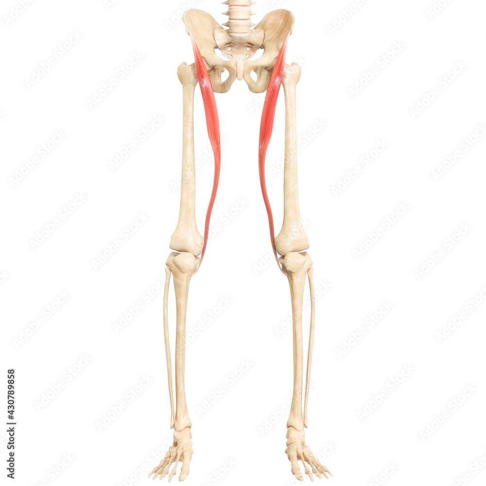 Human Muscular System Leg Muscles Sartorius Muscle Anatomy Stock ...