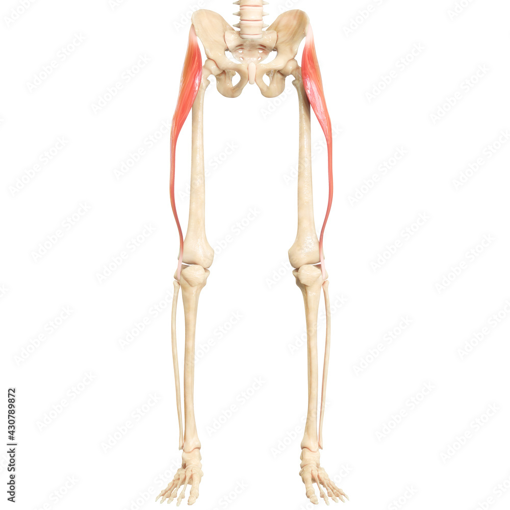 Human Muscular System Leg Muscles Tensor Fasciae Latae Muscle Anatomy ...