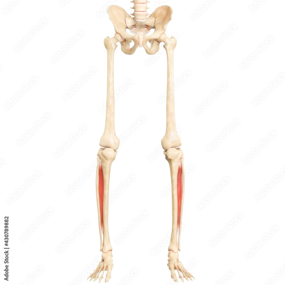 Human Muscular System Leg Muscles Tibialis Posterior Muscle Anatomy ...