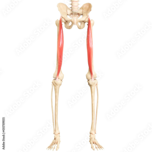 Human Muscular System Leg Muscles Rectus Femoris Muscle Anatomy Stock ...