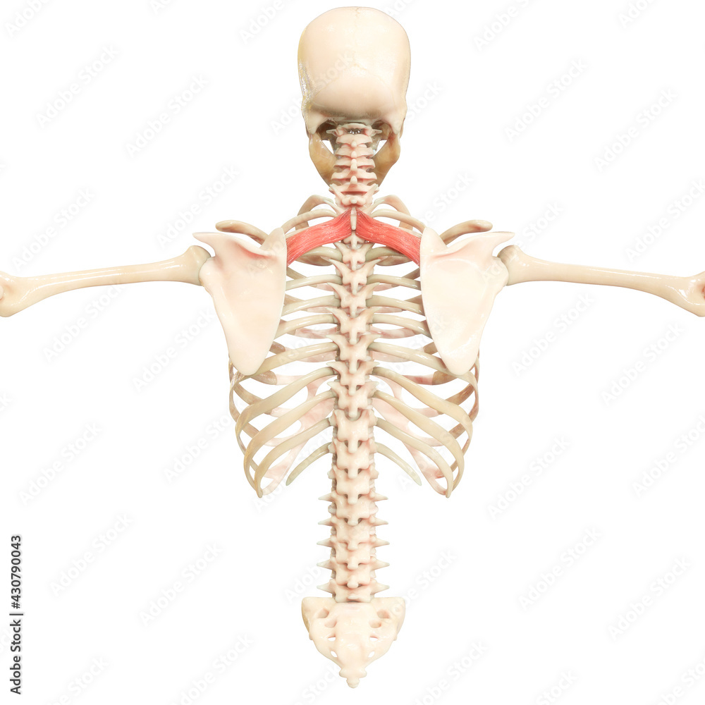 Human Muscular System Torso Muscles Rhomboid Minor Muscle Anatomy Stock ...