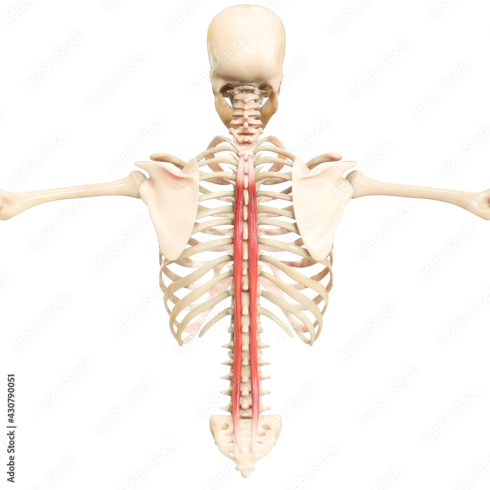 Human Muscular System Torso Muscles Spinalis Muscle Anatomy Stock ...