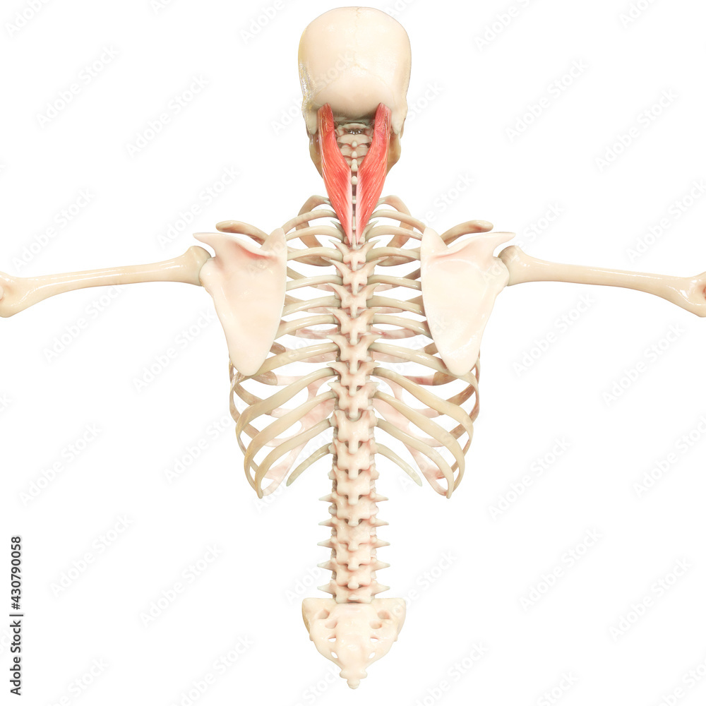 Human Muscular System Torso Muscles Capitus Muscle Anatomy Stock ...