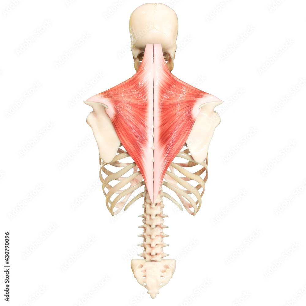Human Muscular System Torso Muscles Trapezius Muscle Anatomy Stock ...