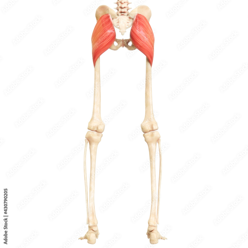 Human Muscular System Leg Muscles Gluteus Maximus Muscle Anatomy Stock ...