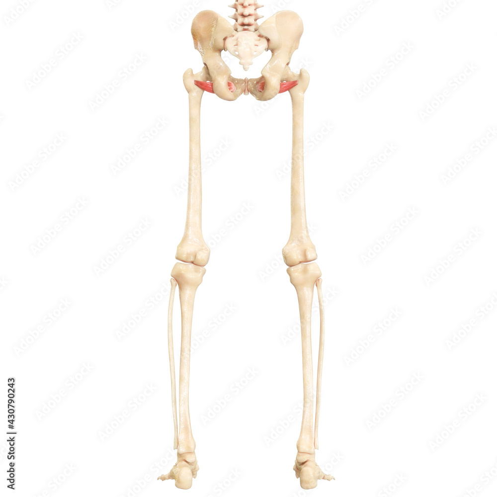 Human Muscular System Leg Muscles Obturator Externus Muscle Anatomy ...