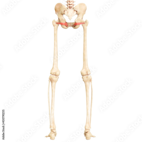 Human Muscular System Leg Muscles Obturator Internus Muscle Anatomy ...