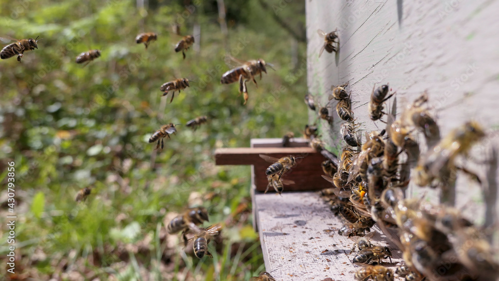 Abeilles butineuses de retour à la ruche durant une miellée Stock Photo ...