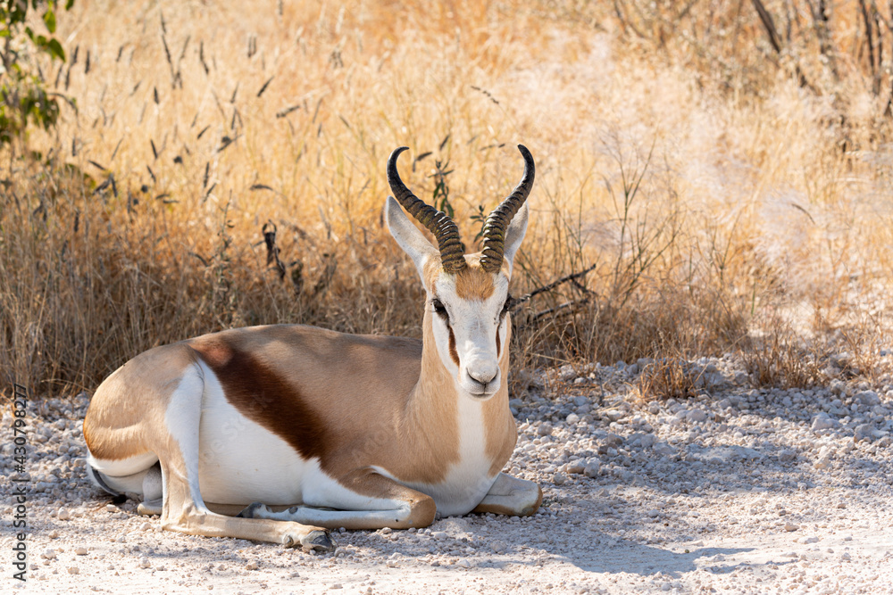 Gacela tumbada en la sabana Africana. Stock Photo | Adobe Stock