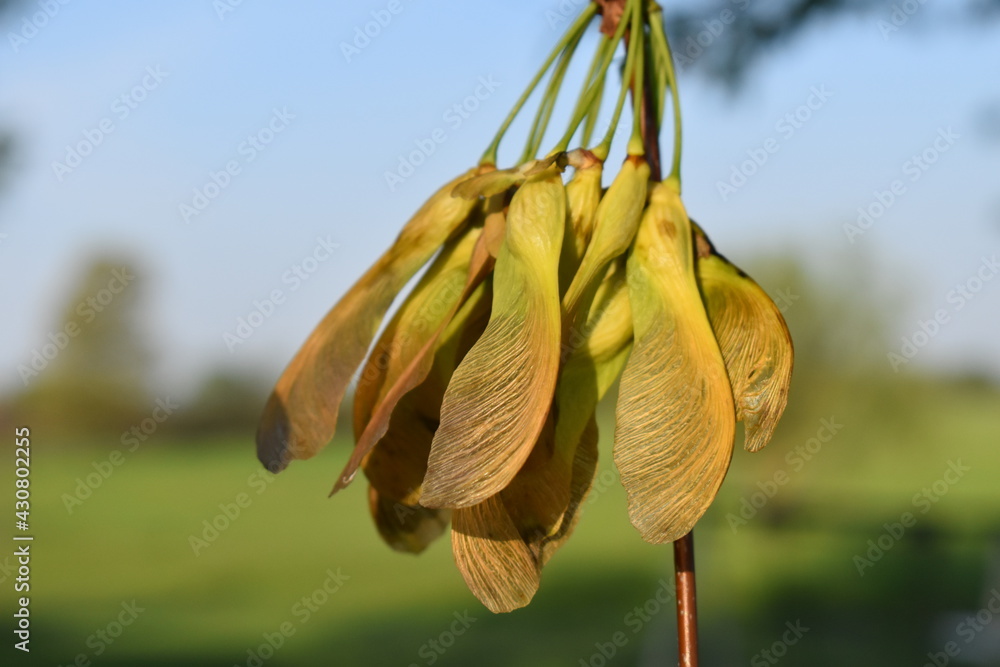 Maple Tree Helicopter Seeds Stock Photo | Adobe Stock