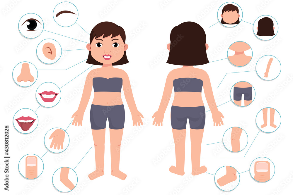 Parts of the body. Girl body front view and rear view. Vector ...