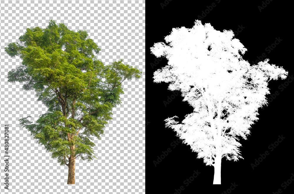tree on transparent background picture with clipping path Stock Photo ...