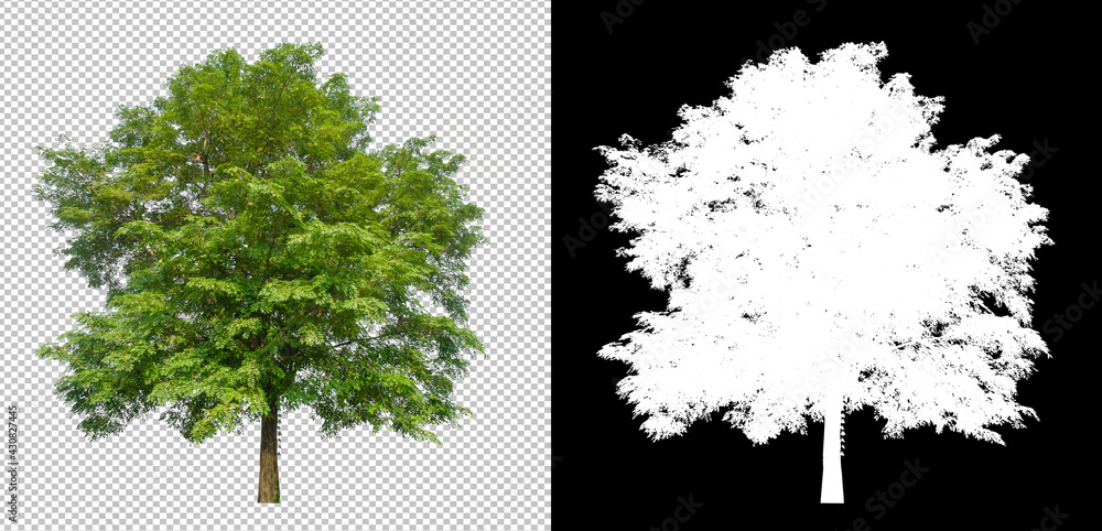 tree on transparent background picture with clipping path Stock Photo ...