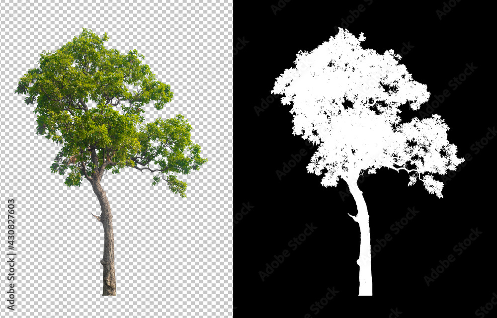 tree on transparent background picture with clipping path Stock Photo ...