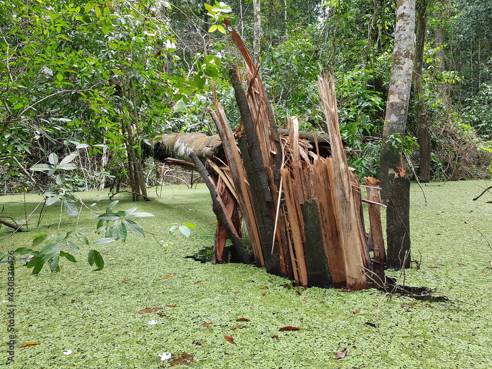 Natural force, the storm broken a tree in the Amazon rainforest, Brazil ...