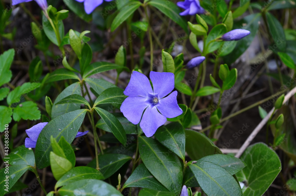Vinca minor common names lesser periwinkle, dwarf periwinkle, small ...