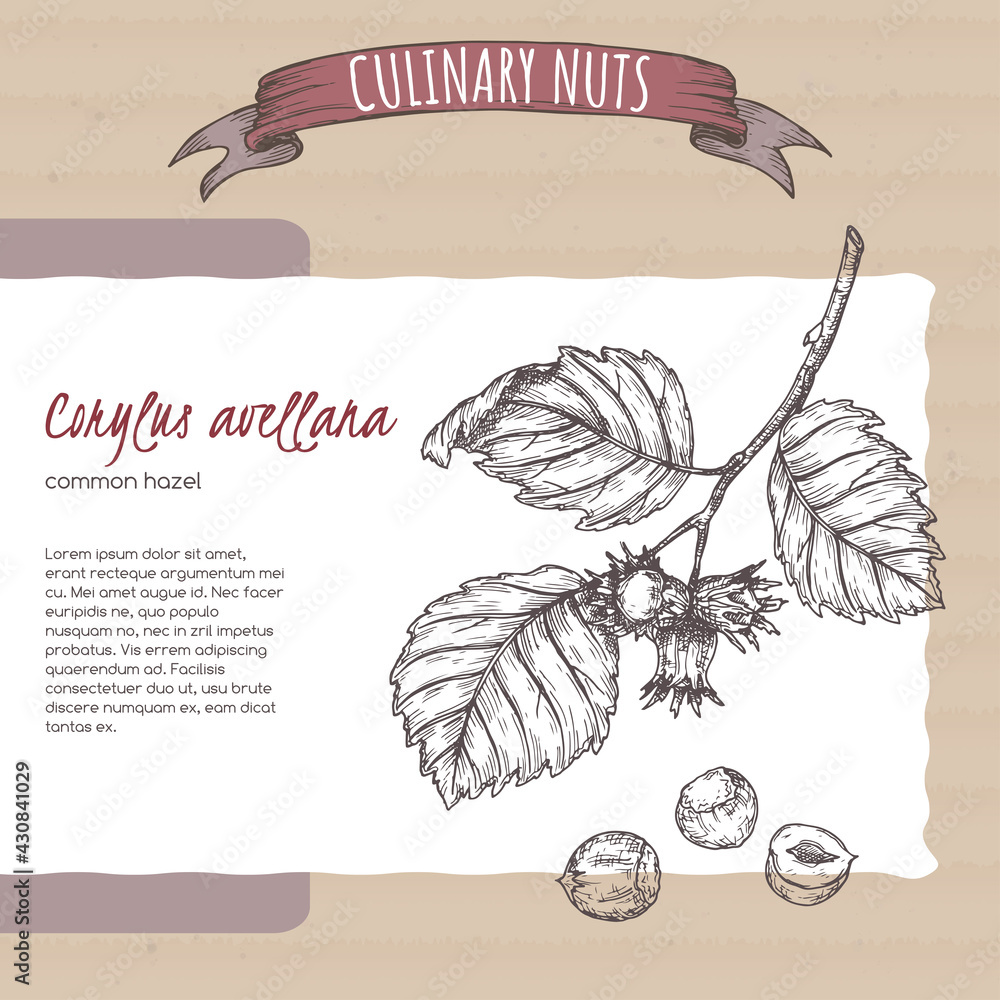 Corylus avellana aka common hazel branch and nuts sketch on cardboard ...