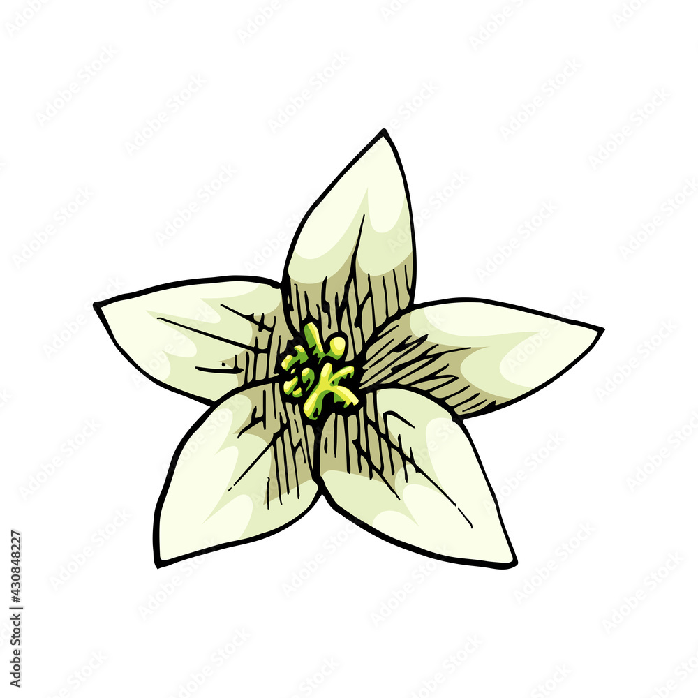 Blooming beautiful white chili pepper plant flower. Isolated ...