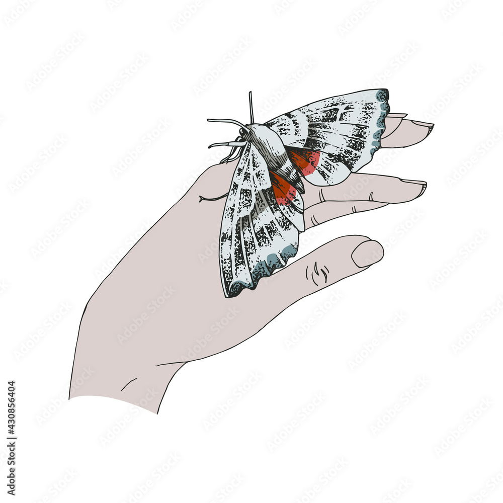 Beautiful illustration of a moth on the hand Stock Vector | Adobe Stock