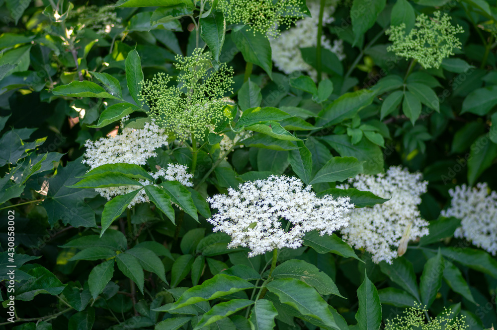 Sambucus nigra european black elder shrub in bloom, group of small ...