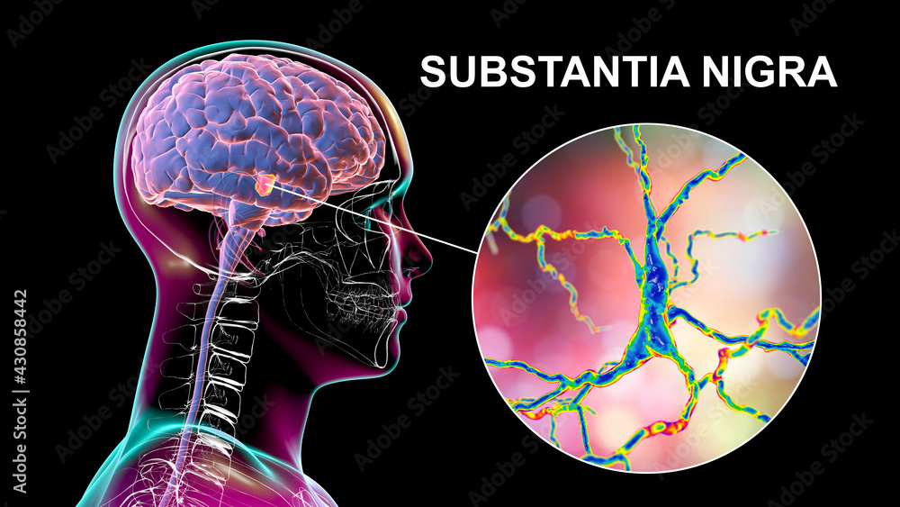 Substantia nigra of the midbrain and its dopaminergic neurons, 3D ...