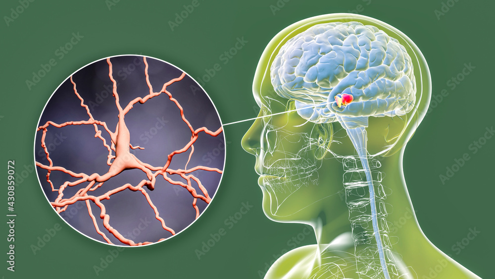 Substantia Nigra Midbrain