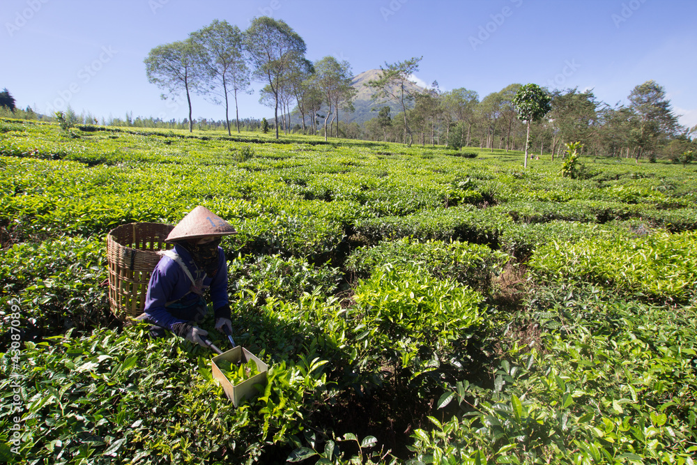 People were picking tea leaves at a tea plantation. Location in Kebun ...
