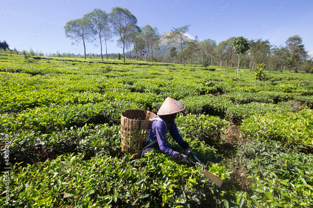 People were picking tea leaves at a tea plantation. Location in Kebun ...