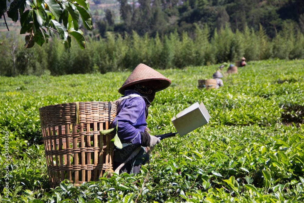 People were picking tea leaves at a tea plantation. Location in Kebun ...