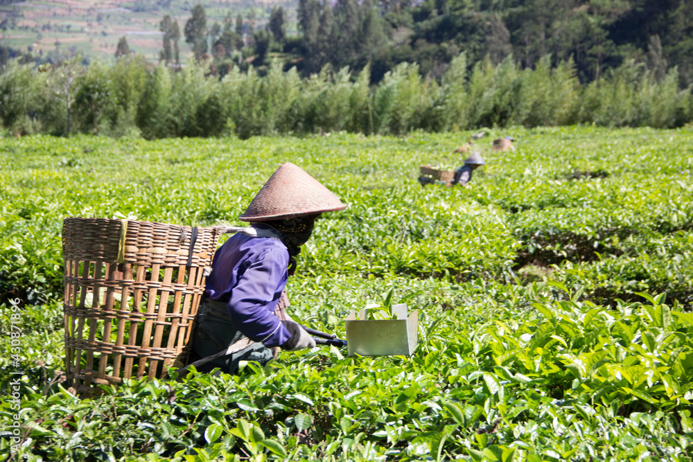 People were picking tea leaves at a tea plantation. Location in Kebun ...