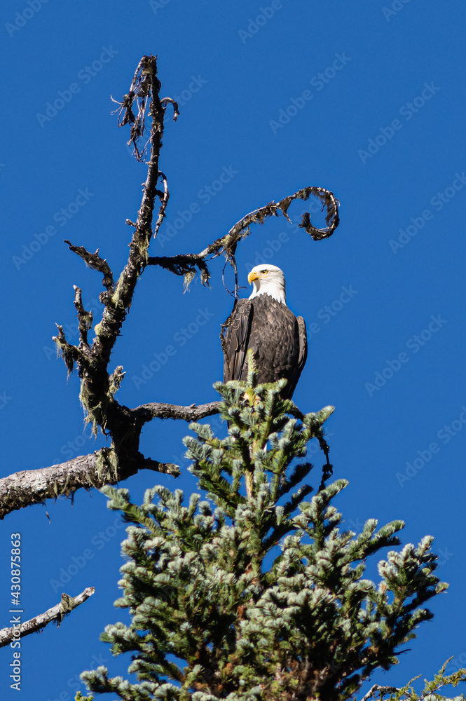 Bald Eagle Eying Kokanee Fish in Lake Stock Photo | Adobe Stock