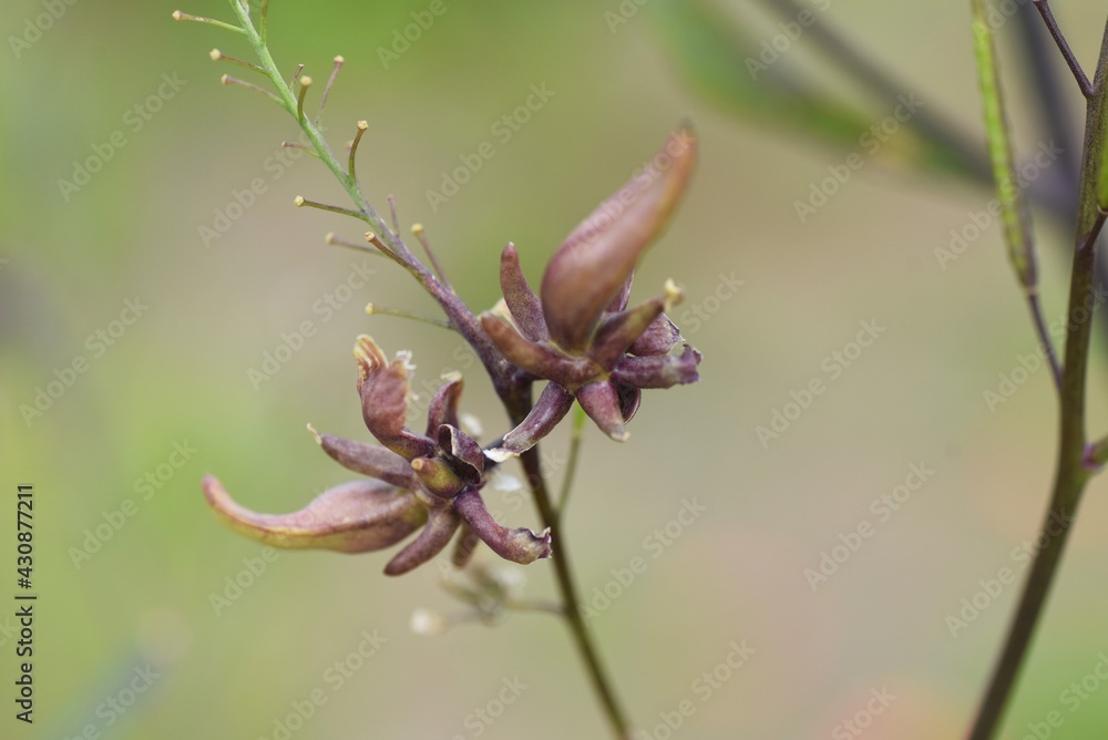 Gall is formed by abnormal growth of plants by parasitic organisms ...