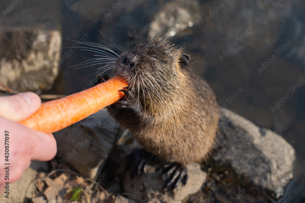 Nutria eating a carrot. On background is a river. Natural environment ...