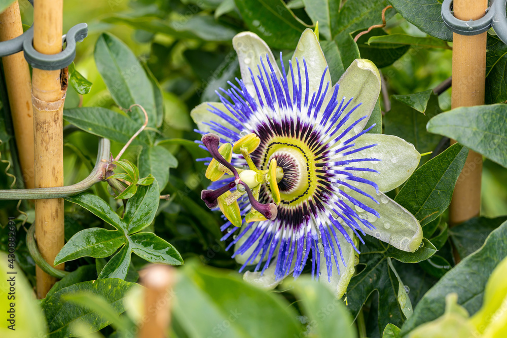 Flower of Passiflora caerulea, the blue passionflower, bluecrown ...