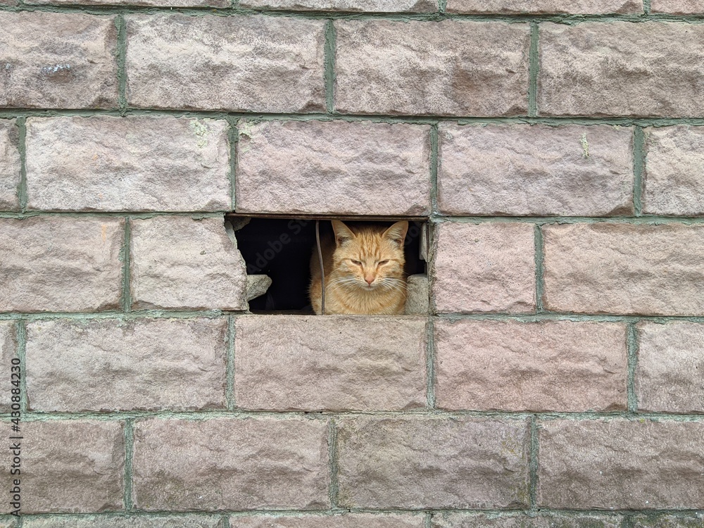 ginger cat peeks out of a building through one broken brick spot Stock ...