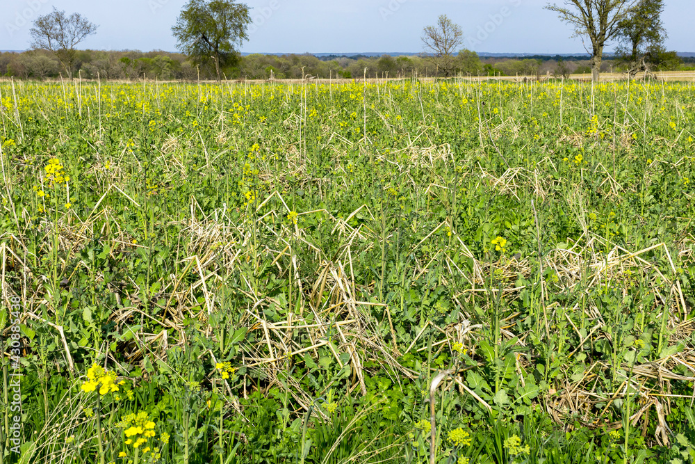 Several species of cover crops in a farm field. Stock Photo | Adobe Stock