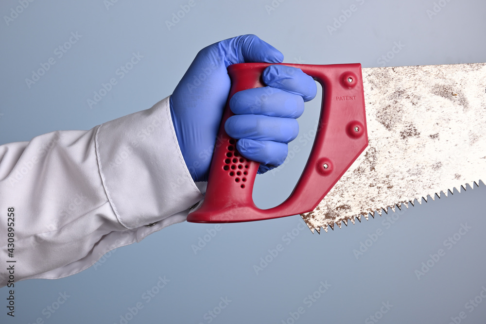Surgeon hand holds wood saw. Doctor gloved hand takes saw tools ...