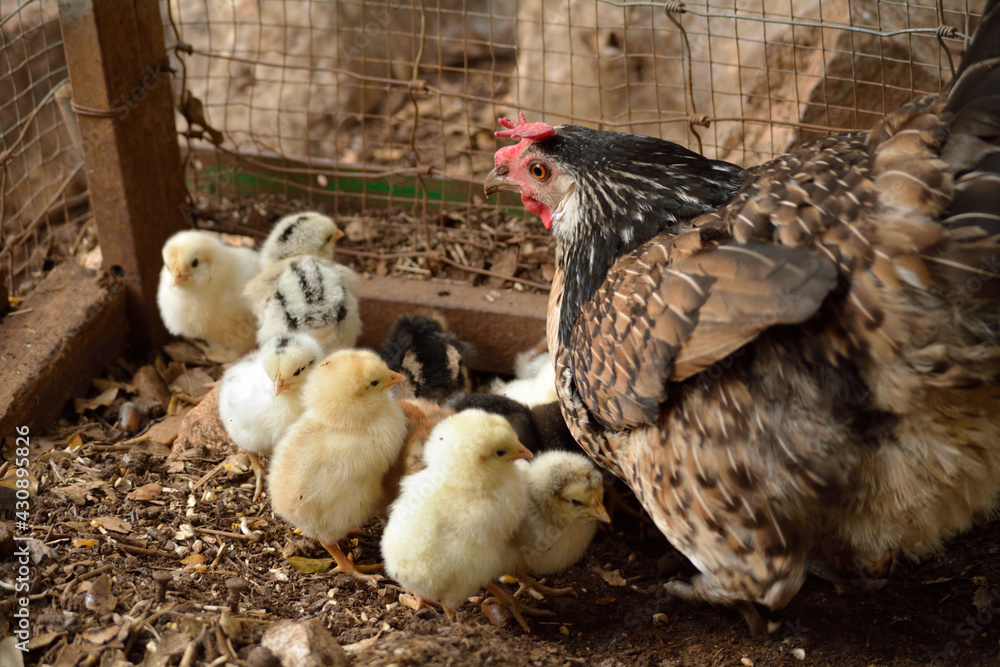 pollitos recien nacidos con su mama foto de Stock | Adobe Stock