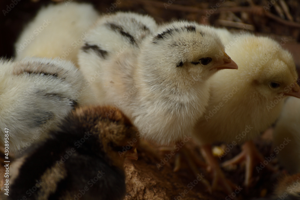 pollitos recien nacidos con su mama Stock Photo | Adobe Stock