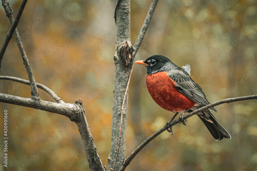 Closeup of an American robin perched on a tree branch in a field with a ...