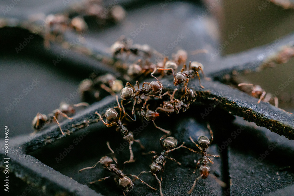 Black garden ant activity. Also known as the common black ant. These ...