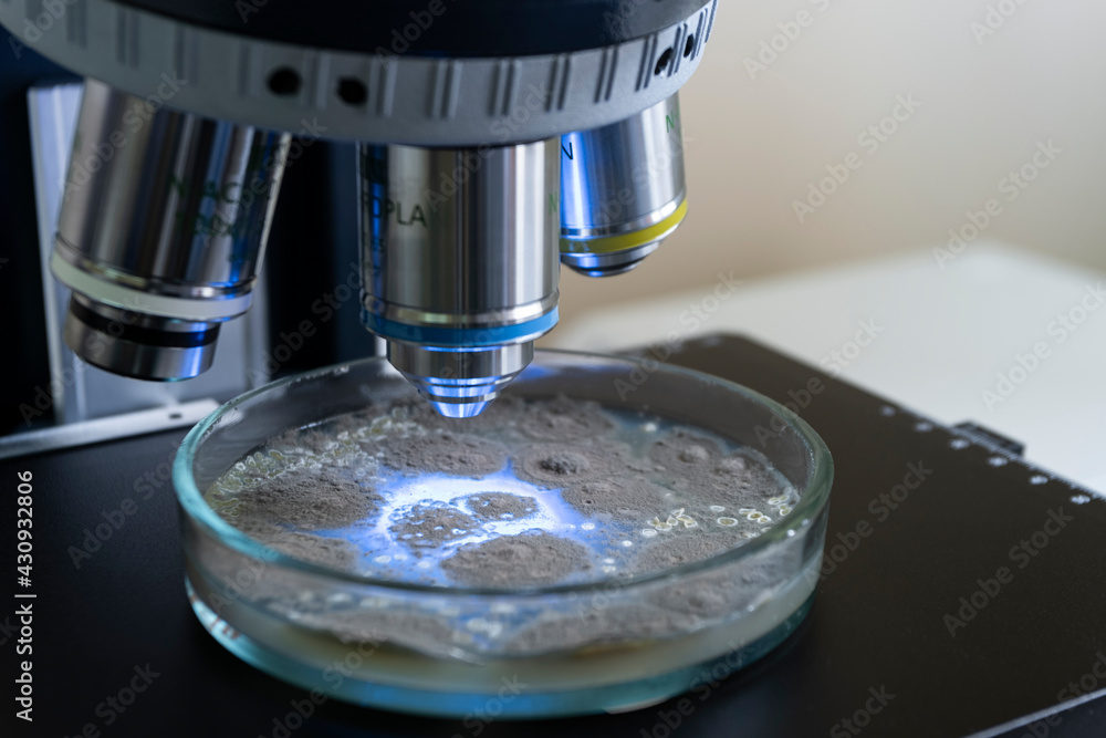 Bacteria in a Petri dish under the magnification of the microscope ...