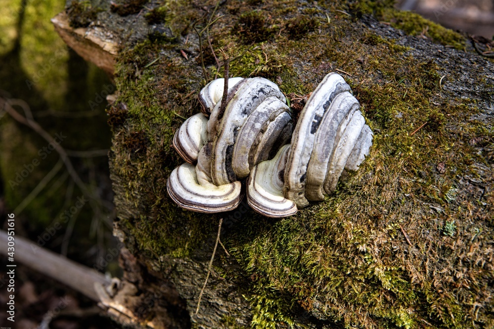 Foto de Fünf vertikal und horizontal gewachsene Baumpilze an einem ...