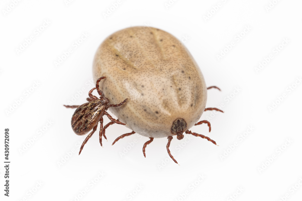 Bloated ticks isolated on white background Stock Photo | Adobe Stock