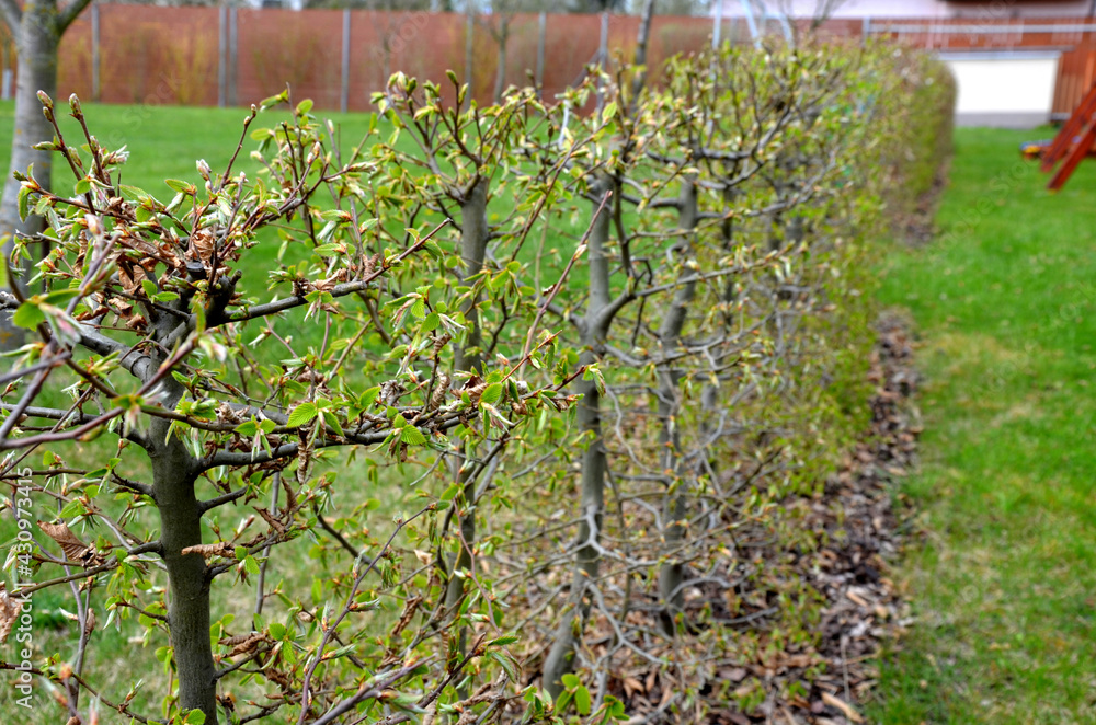 hornbeam green hedge in spring lush leaves let in light trunks and ...