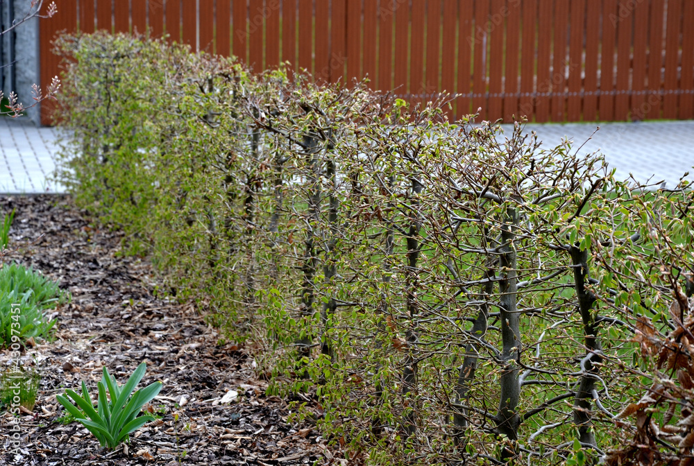 hornbeam green hedge in spring lush leaves let in light trunks and ...