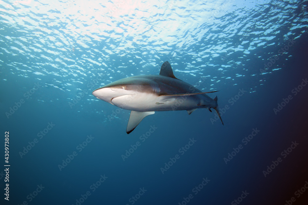 Póster Silky shark (Carcharhinus falciformis), also known as blackspot ...